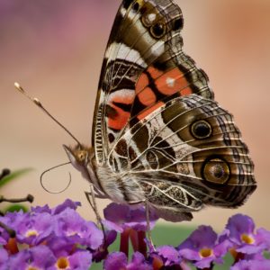 6 Butterfly Facts - Butterflies Are Cool Insects! - Jake's Nature Blog