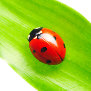 10 Common Insects of The Rocky Mountains - Jake's Nature Blog