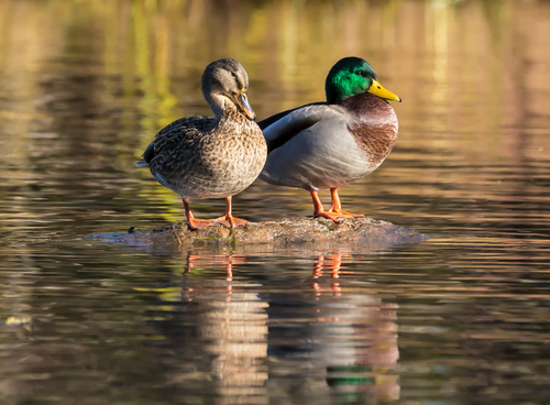 Sexual Dimorphism - Differences Between Males & Females - Jake's Nature ...