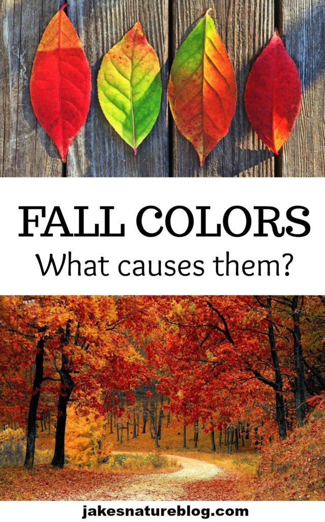 Fall Colors - What Causes Those Amazing Colors? - Jake's Nature Blog