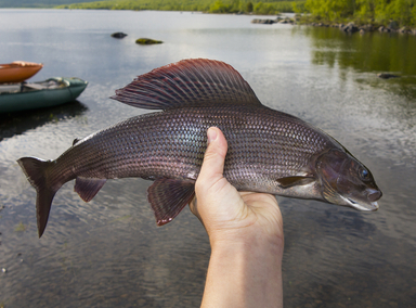 Common Fish of the Rocky Mountains - Jake's Nature Blog