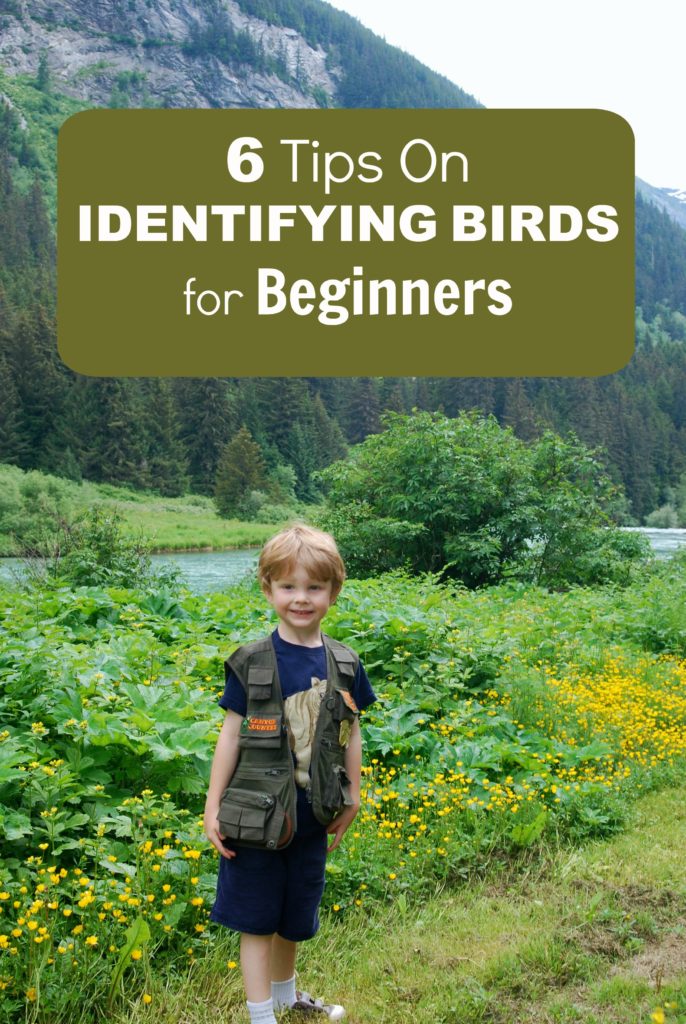 6 Tips on Identifying Birds for Beginners - Jake's Nature Blog
