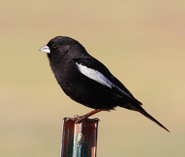 State Bird of Rocky Mountain States - Jake's Nature Blog