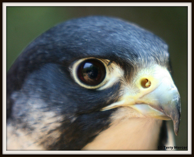 A peregrine falcon. Photo via Flickr.