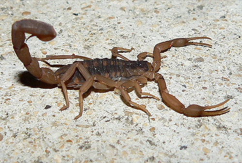 Arachnid - Spiders, Ticks, and Scorpions...Watch Out! - Jake's Nature Blog