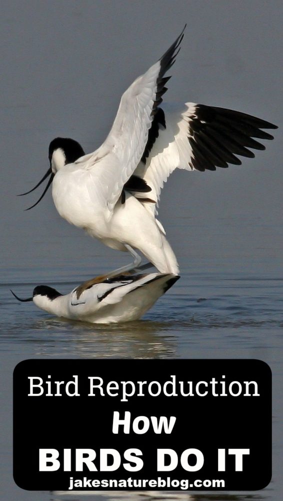 Bird Reproduction - The Birds And The...Birds - Jake's Nature Blog