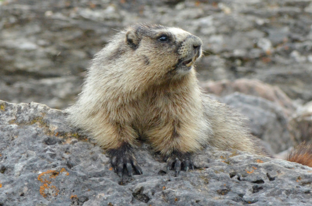 A Hoary marmot lives at high elevations in the Rocky Mountains. Photo ...