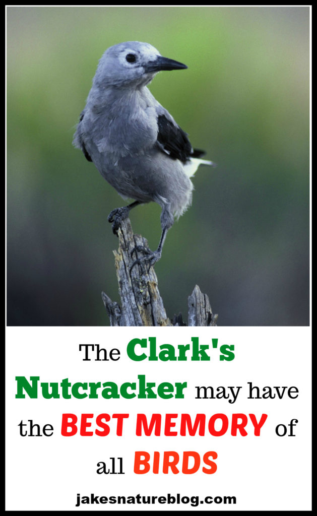The Clark's Nutcracker May Have The Best Memory Of All Birds - Jake's ...