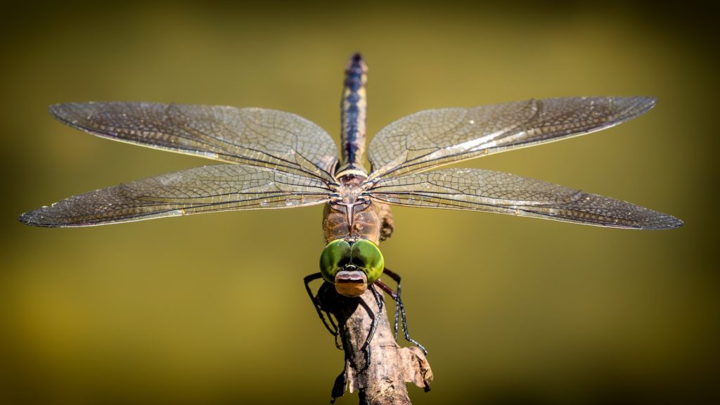 6 Common Aquatic Insects Of The Rocky Mountains - Jake's Nature Blog