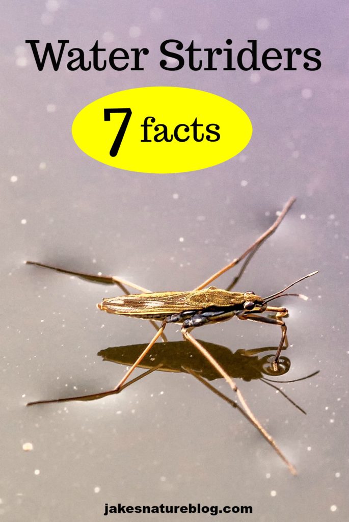 7 Water Strider Facts - It Walks On Water! - Jake's Nature Blog