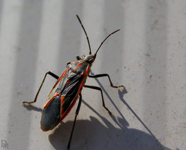 5 True Bugs Of The Rocky Mountains - The Real Deal - Jake's Nature Blog