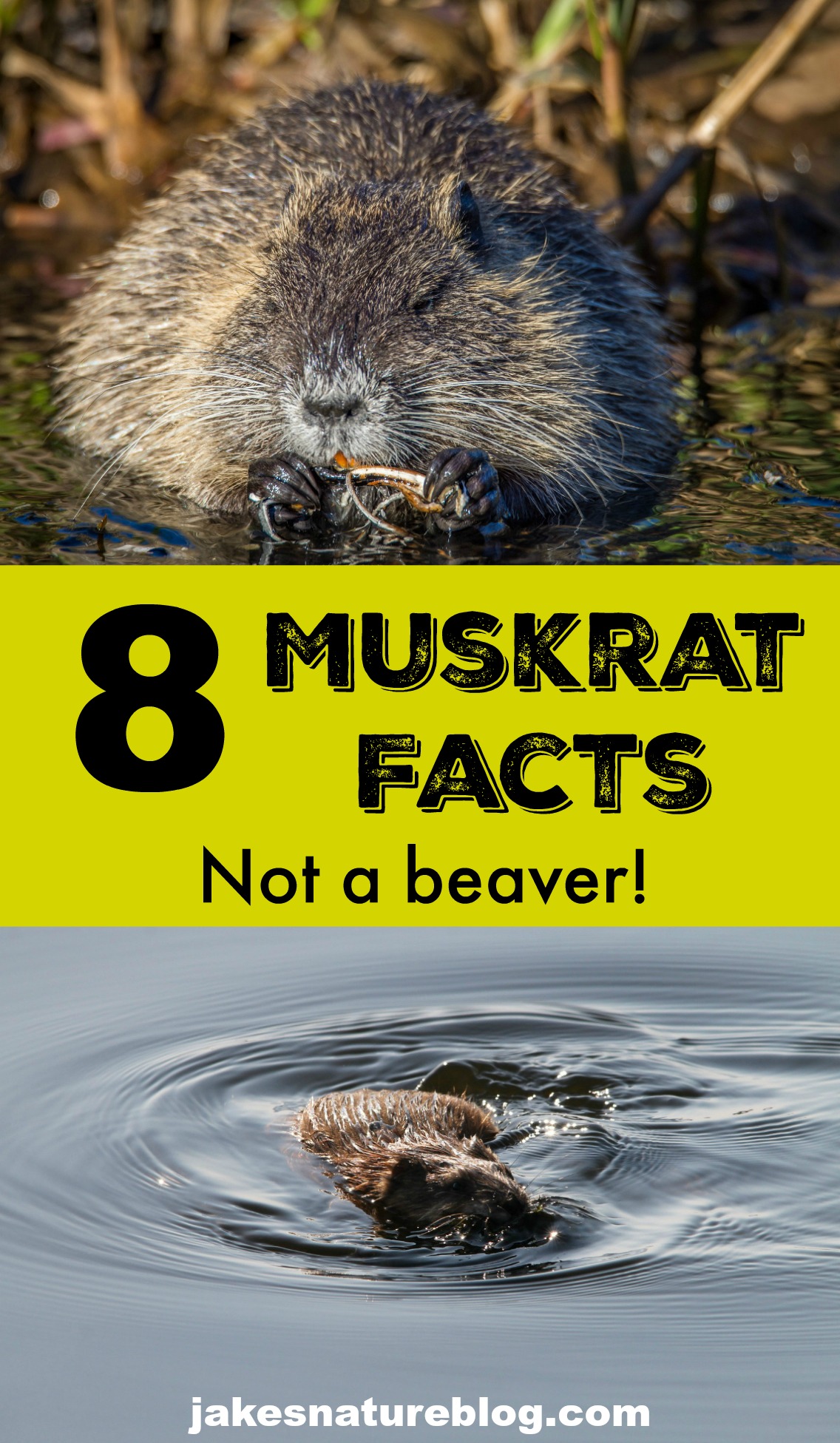 8 Muskrat Facts - Fun Facts About This Marvelous Animal - Jake's Nature ...