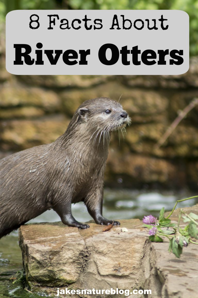 8 River Otter Facts - Playful Mammals! - Jake's Nature Blog